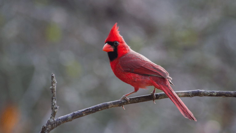 Northern Cardinal Habitat: A Haven In Nature’s Tapestry - Cardinal ...